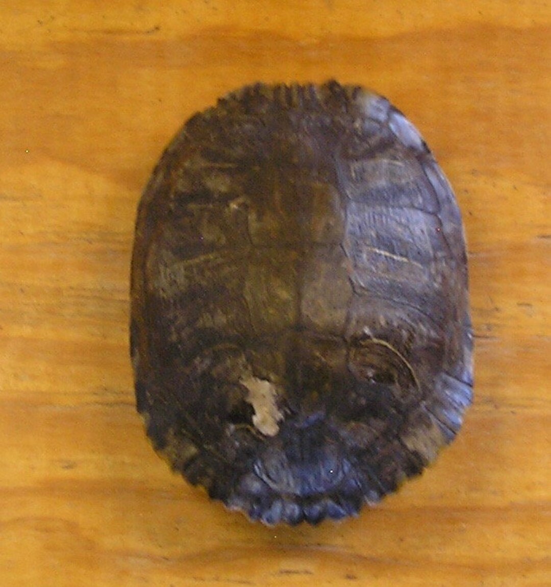 XXL #2 - 9" Red Ear Slider Turtle Shell - Etsy