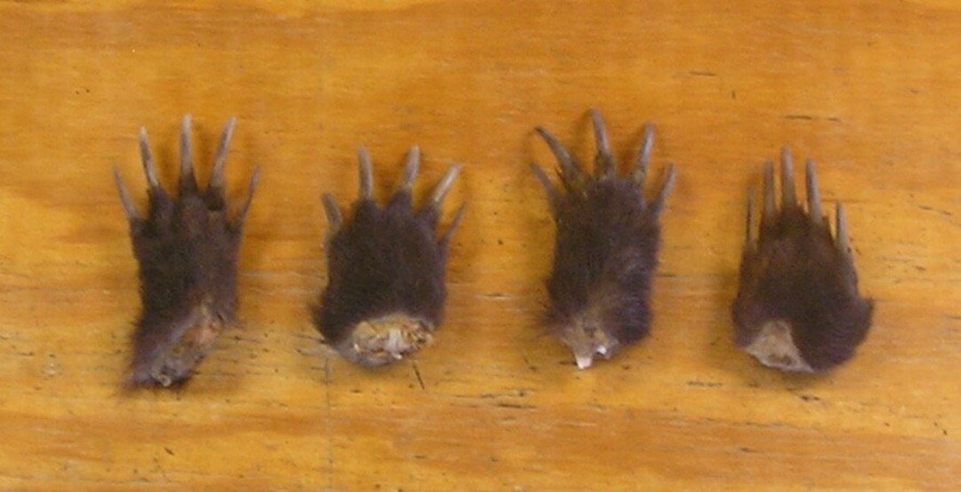 4 Preserved Front Badger Paws for Native American Ceremonies - Etsy