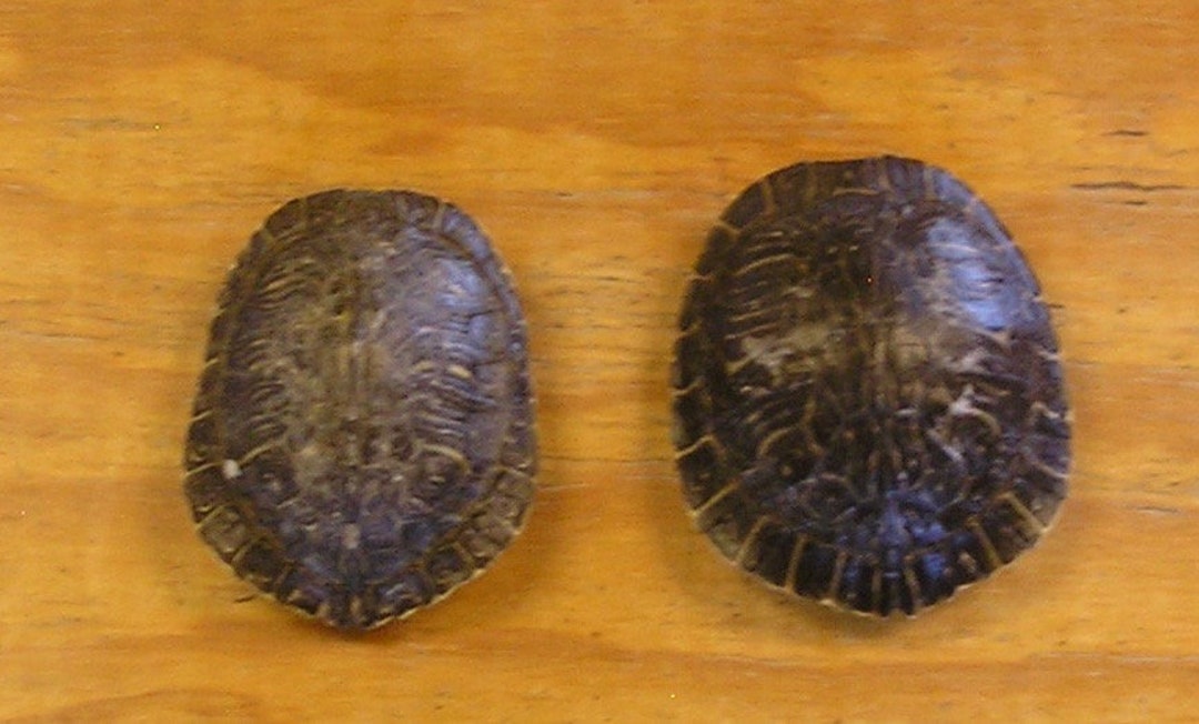 2 - 5" River Cooter Turtle Shells - Etsy