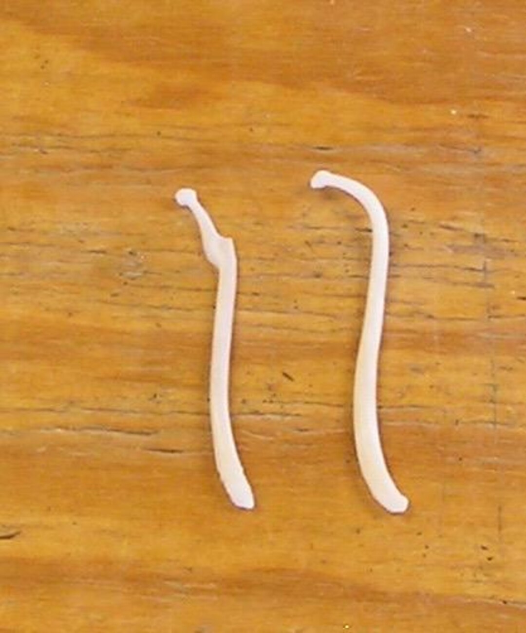 2 Large Deformed Raccoon Baculum Bones - Etsy