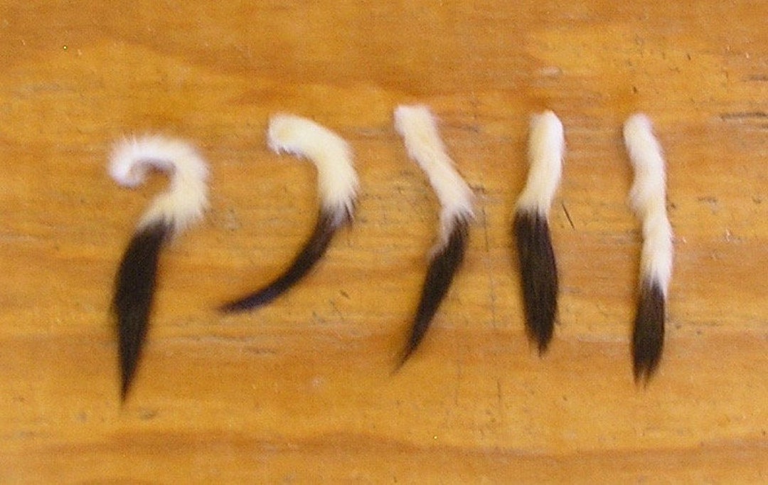 5 Ermine Tails - Etsy