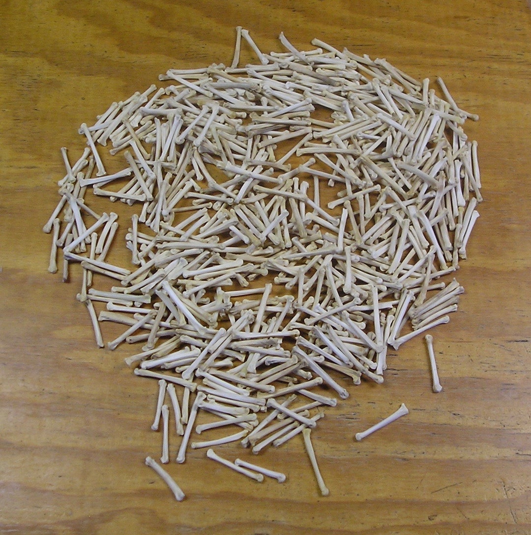 575 Coyote Foot Bones for Native American Ceremonies - Etsy