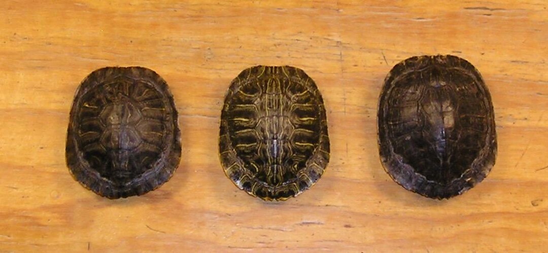 3 - 4" Red Ear Slider Turtle Shells - Etsy