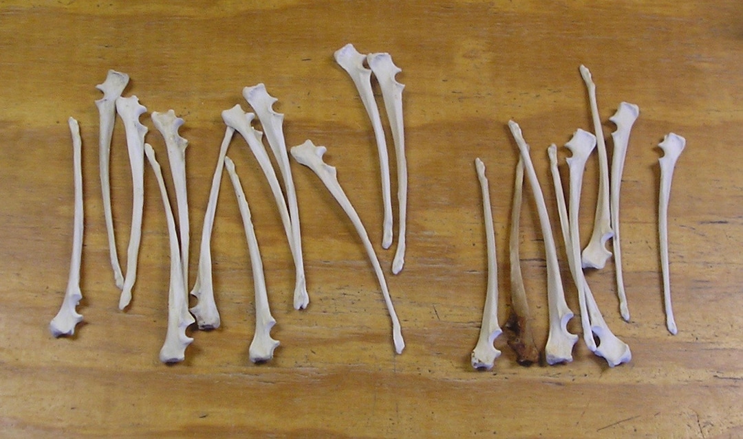 20 Coyote Leg Bones for Native American Ceremonies - Etsy