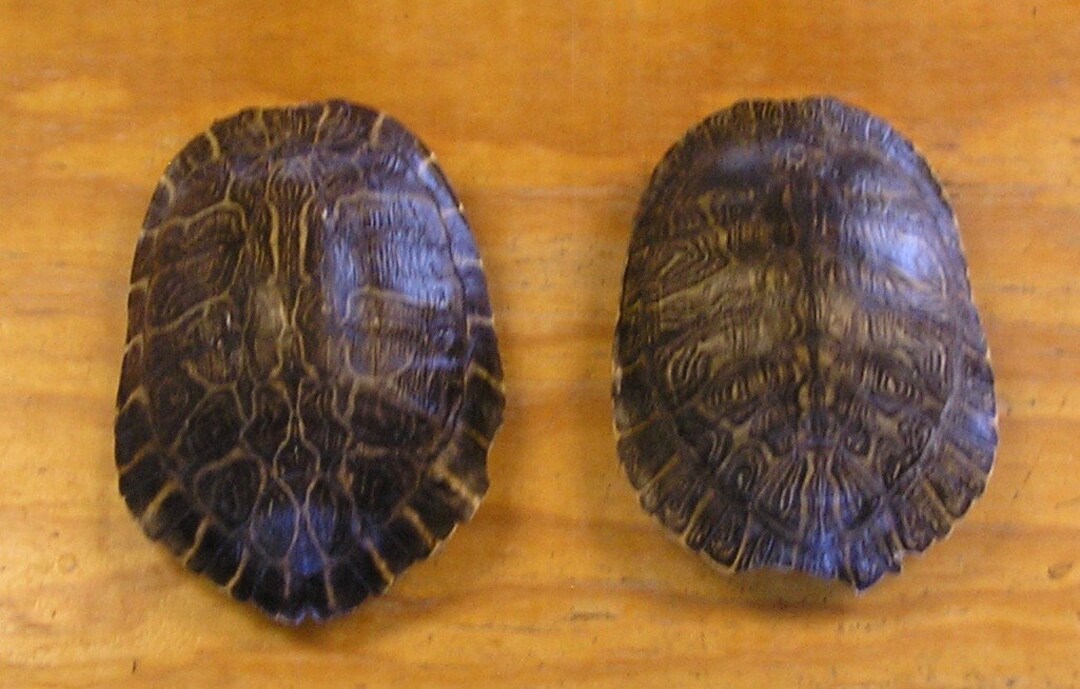 2 Large 2 8 River Cooter yellow Belly Turtle Shells - Etsy