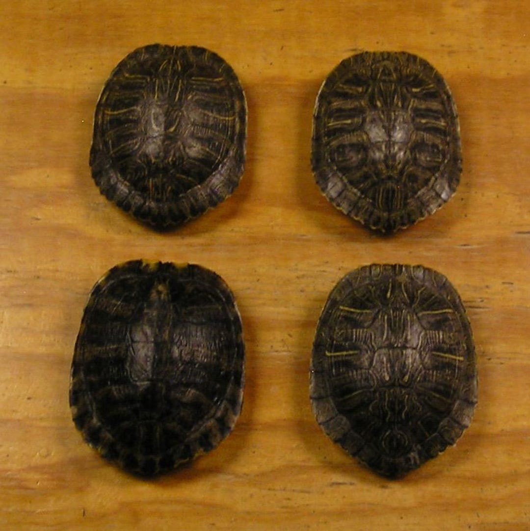4 - 5" Red Ear Slider Turtle Shells - Etsy