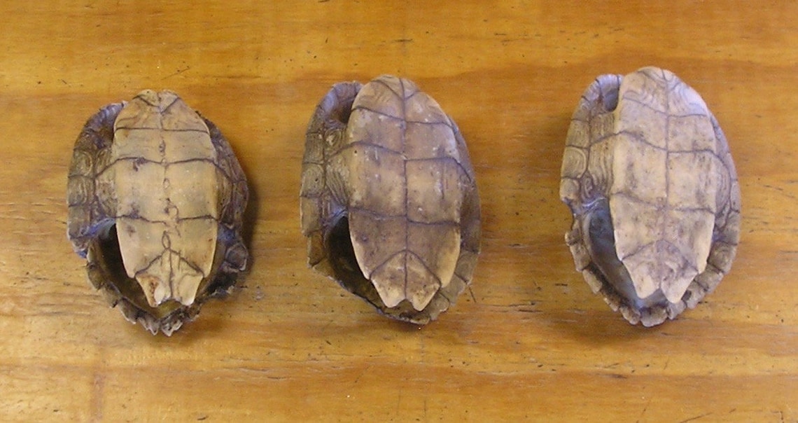3 2 6 Mississippi River Map Turtle Shells - Etsy