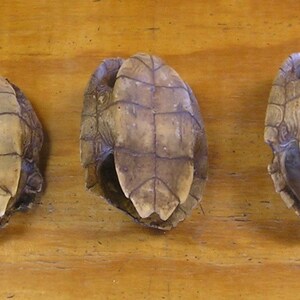 3 2 6 Mississippi River Map Turtle Shells - Etsy