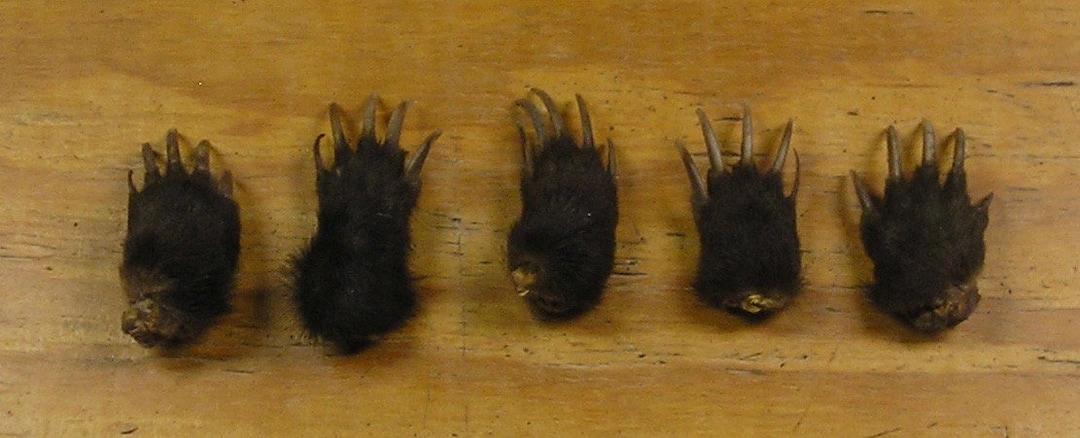 5 Preserved Front Badger Paws for Native American Ceremonies - Etsy