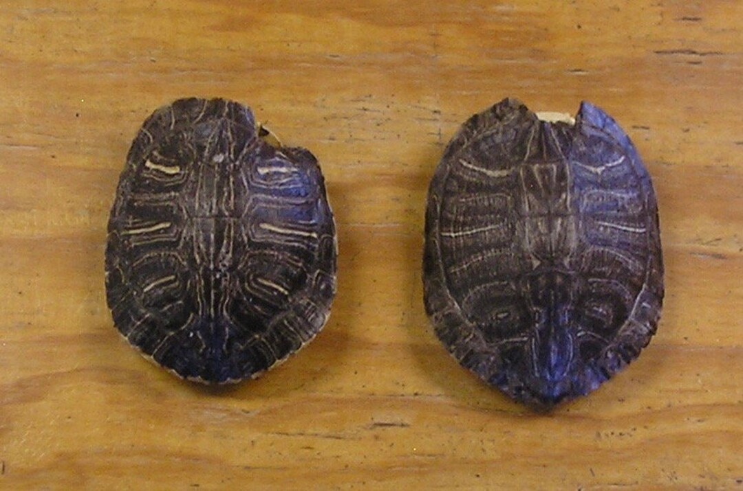 2 #2 - 5" Red Ear Slider Turtle Shells - Etsy