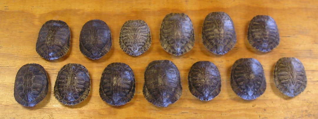 13 - 4" Red Ear Slider Turtle Shells - Etsy