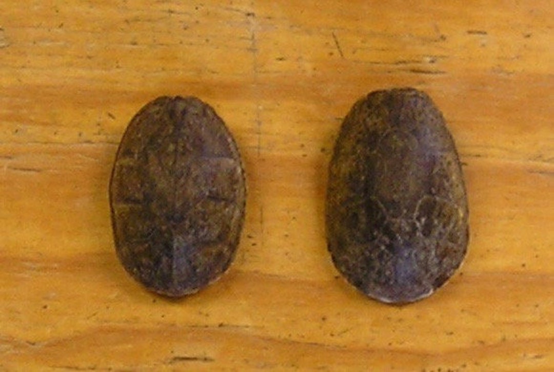 2 Musk Turtle Shells - Etsy
