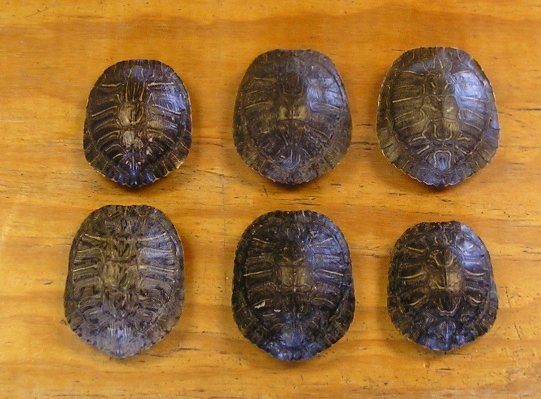 6 - 4" Red Ear Slider Turtle Shells. - Etsy