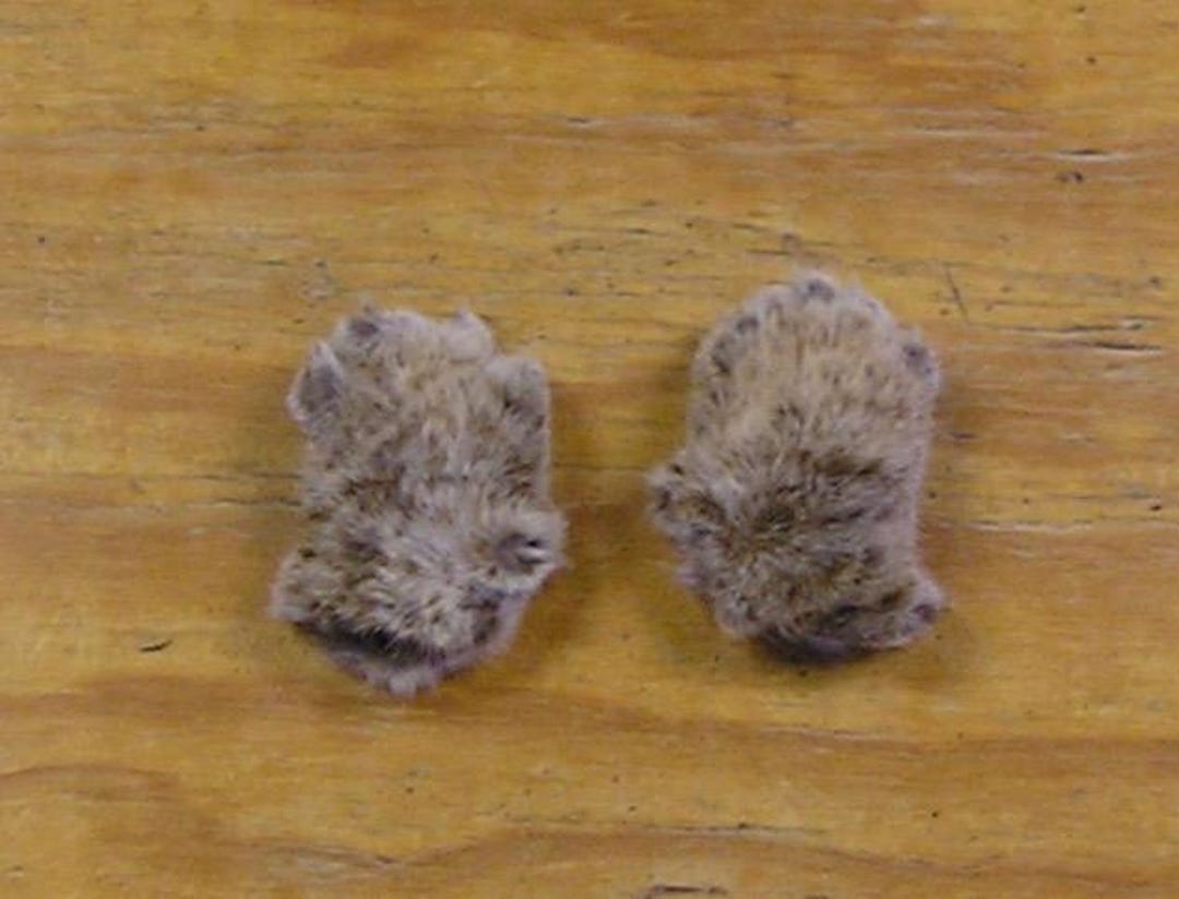 2 Preserved Front Bobcat Paws - Etsy