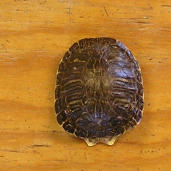 Turtle Shell - Etsy
