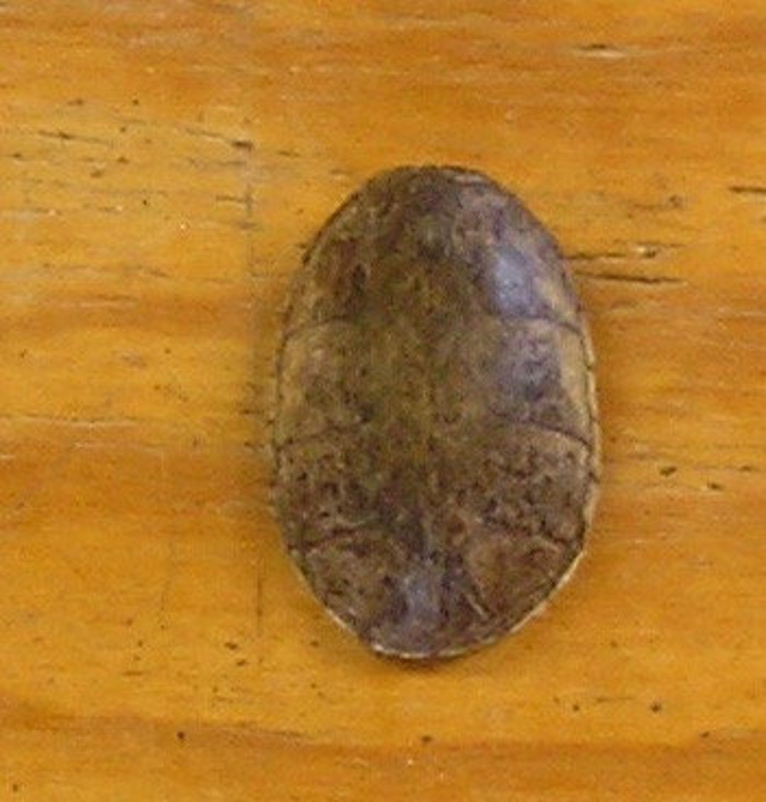 Musk Turtle Shell - Etsy