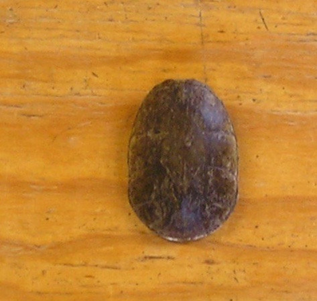 Musk Turtle Shell - Etsy