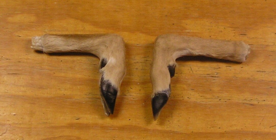 2 Preserved Bent Deer Legs From Farm Raised Deer - Etsy