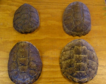 Baby Map Turtle Shells 2 3.5 inch Sizes Available TU9