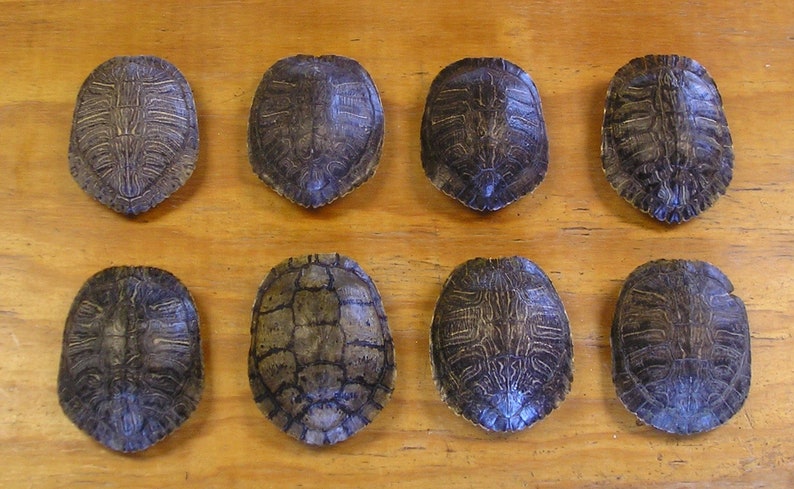8 5 Red Ear Slider Turtle Shells - Etsy