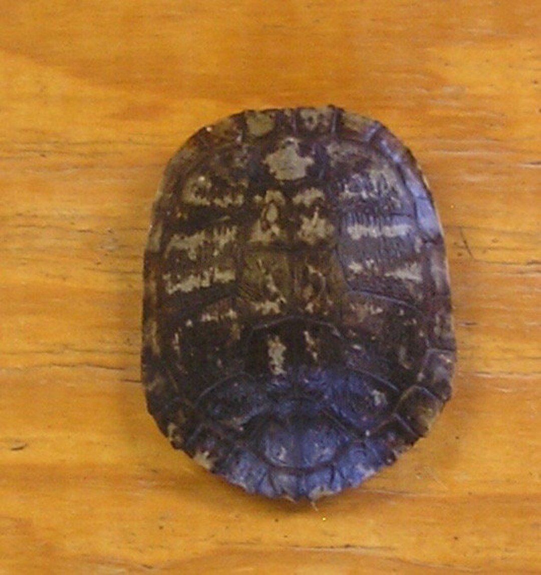 6 Red Ear Slider Turtle Shell - Etsy