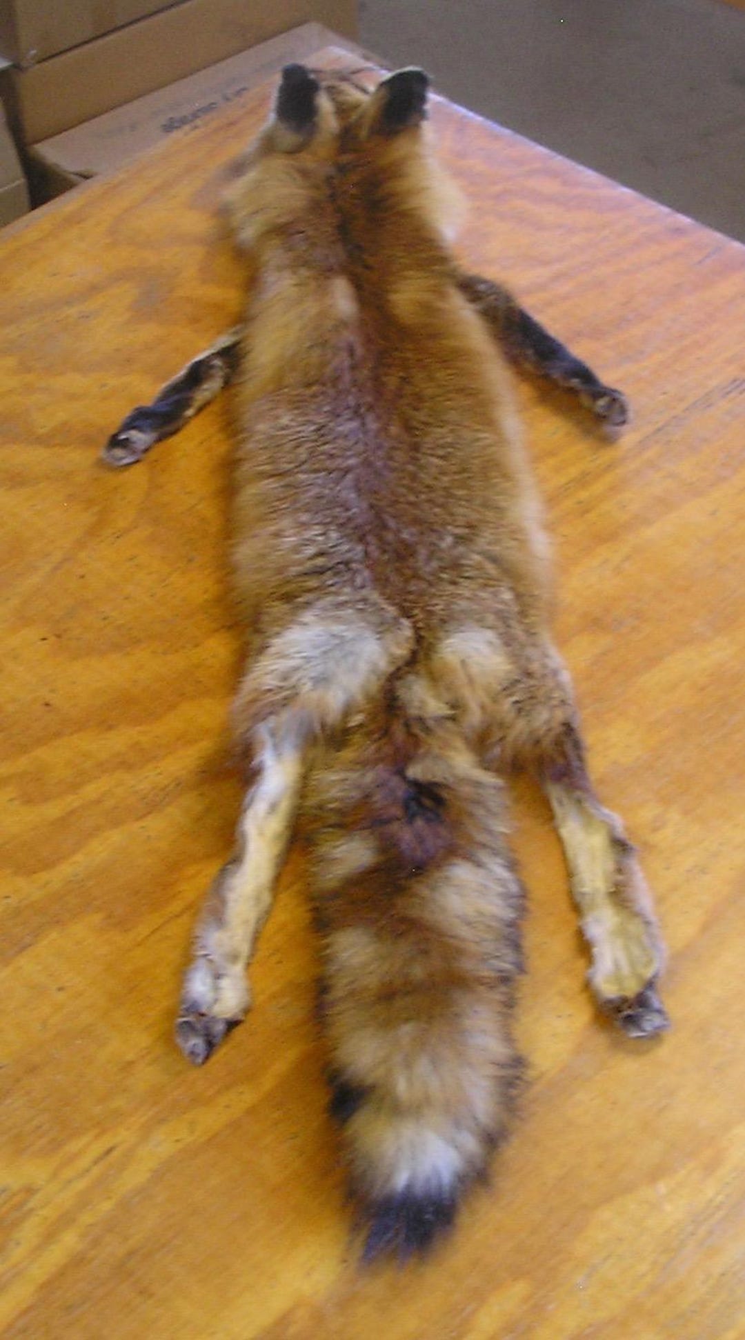 Large Tanned Red Fox Skin for Life Size Mount - Etsy