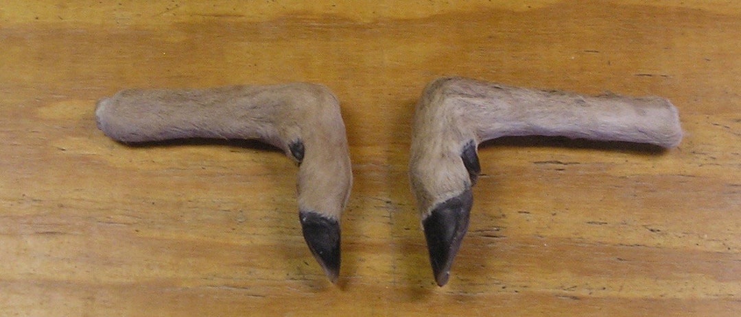 2 Preserved Bent Deer Legs From Farm Raised Deer - Etsy