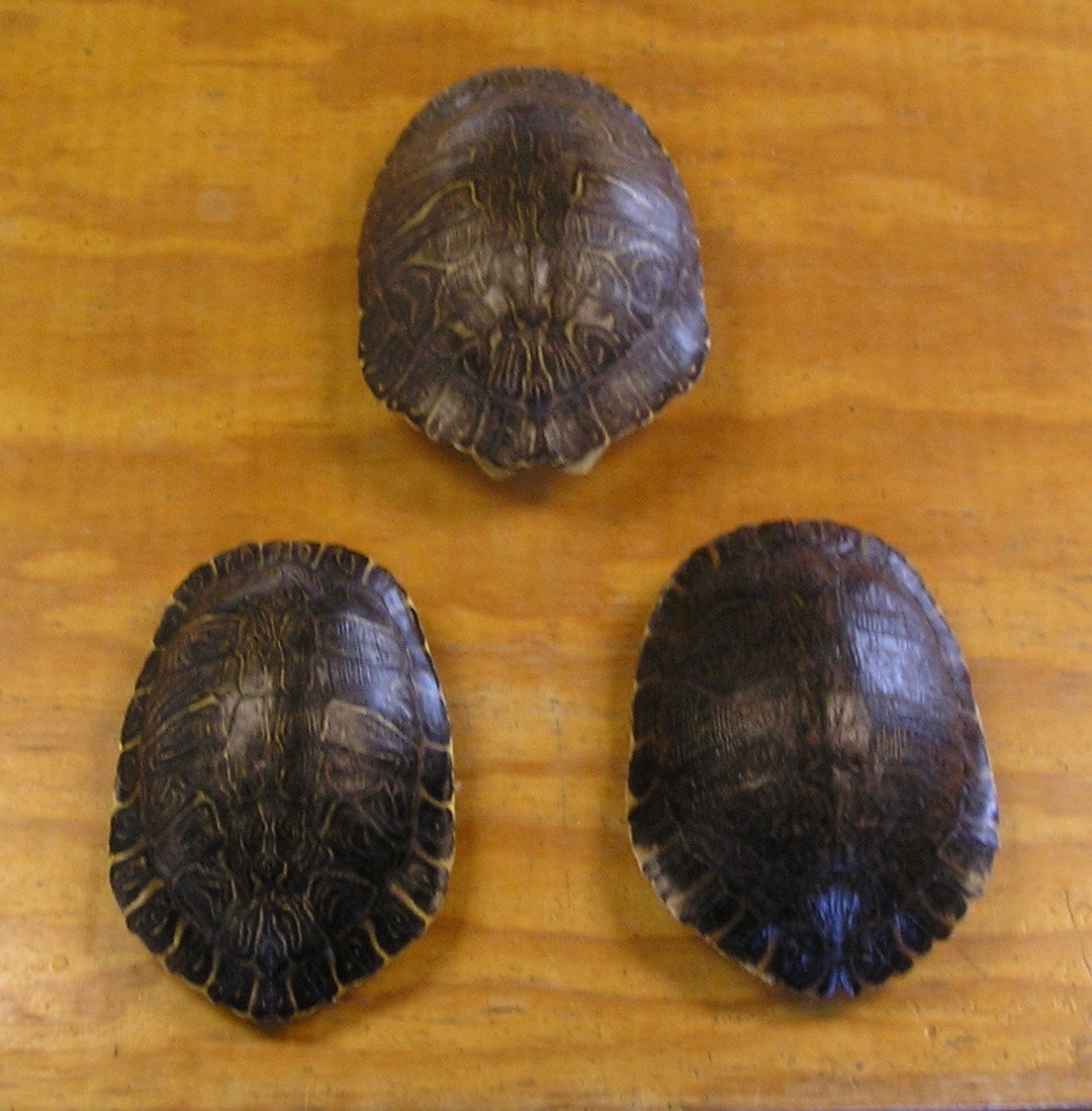 3XXL 9 River Cooter Turtle Shells - Etsy