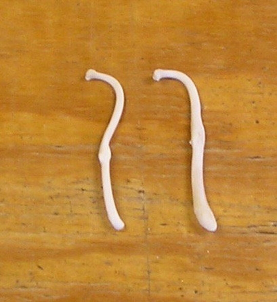 2 Large Deformed Raccoon Baculum Bones - Etsy