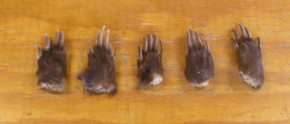 Home Décor Taxidermy & Curiosities 2 Preserved Front Badger Paws etna ...