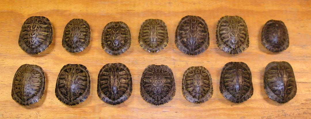 14 - 4" Red Ear Slider Turtle Shells - Etsy