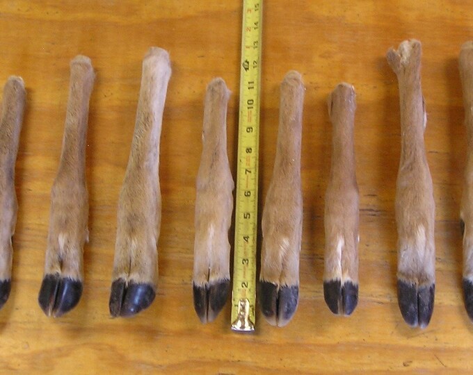 8 Preserved Straight Deer Legs - Etsy
