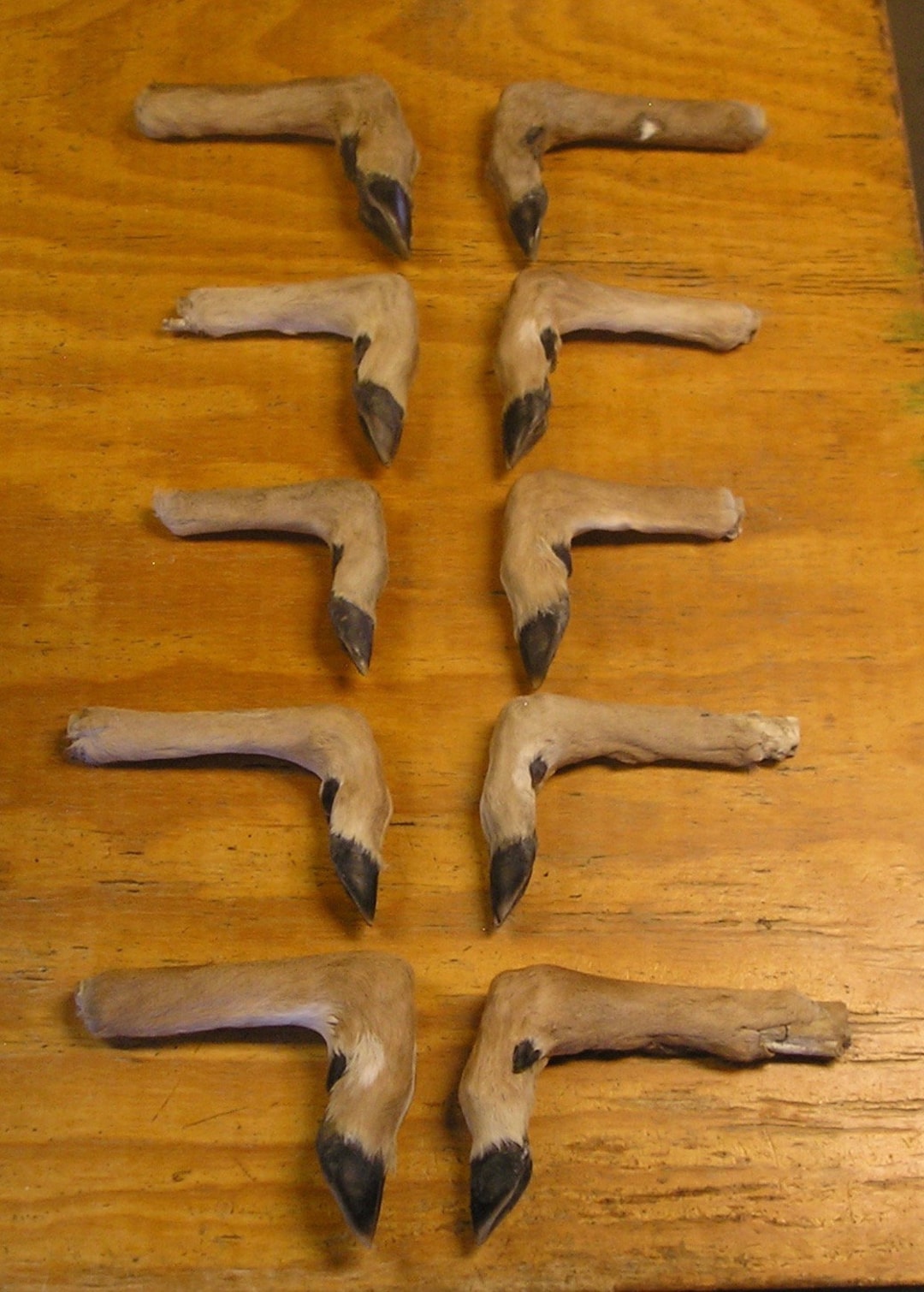 10 Preserved Bent Deer Legs - Etsy