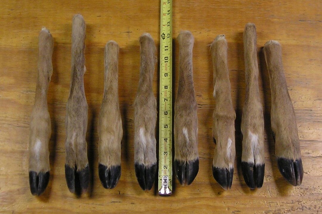 8 Preserved Straight Deer Legs - Etsy