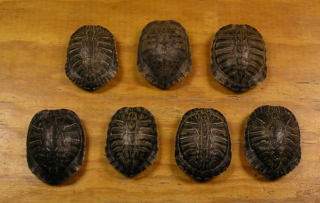 7 - 5" Red Ear Slider Turtle Shells - Etsy