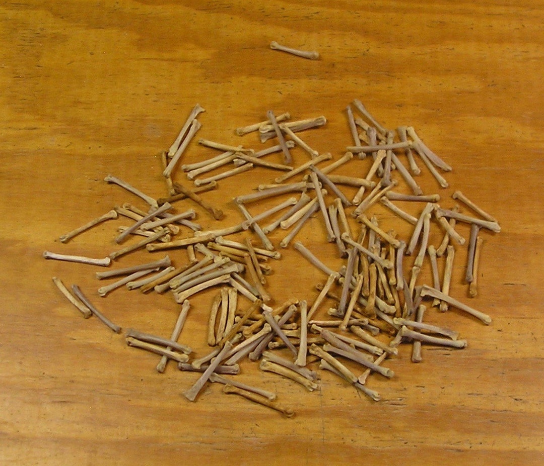 150 Coyote Foot Bones for Native American Ceremonies - Etsy