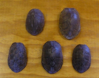 Baby Map Turtle Shells 2 3.5 inch Sizes Available TU9