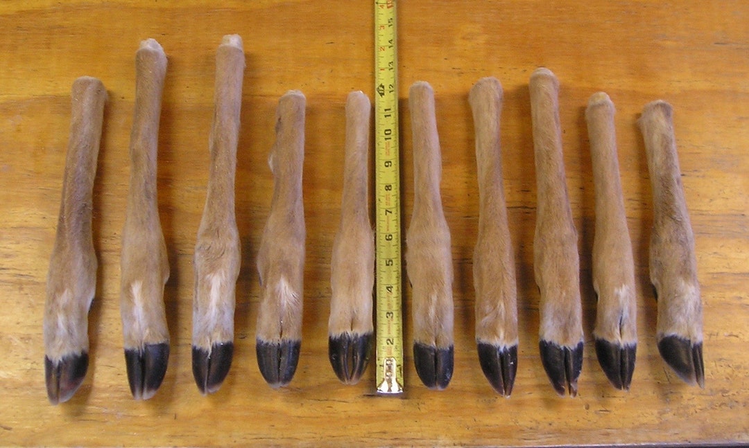 10 Preserved Straight Deer Legs - Etsy