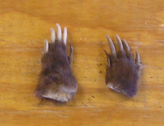 Home Décor Taxidermy & Curiosities 2 Preserved Front Badger Paws etna ...