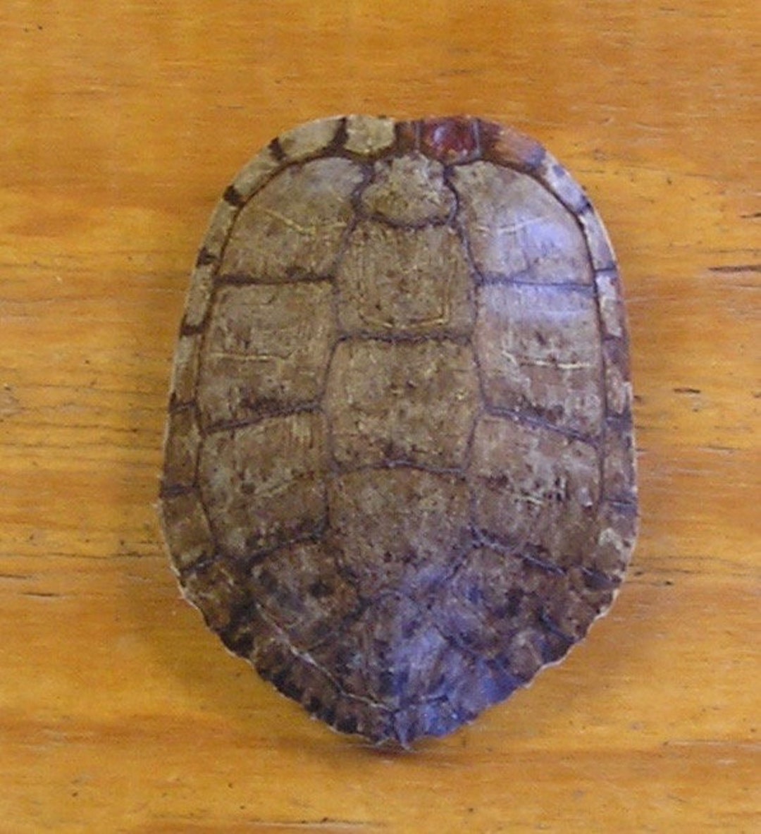 Large 7 Red Ear Slider Turtle Shell - Etsy