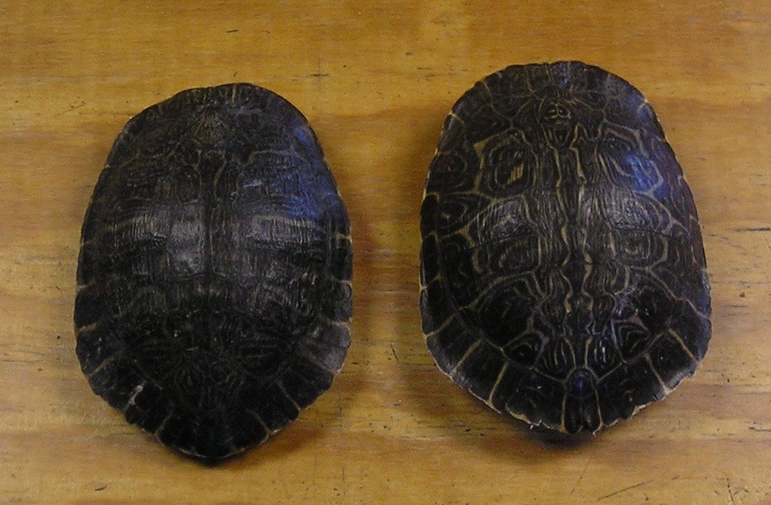 2XXL 9 River Cooter Turtle Shells - Etsy