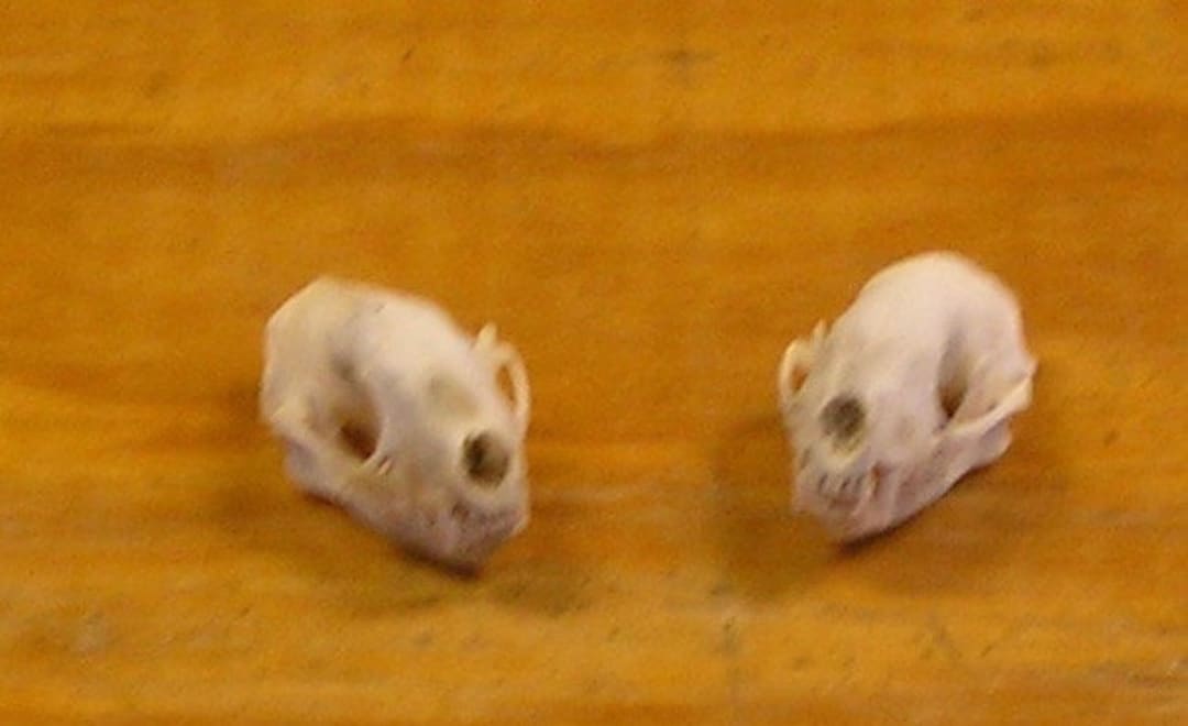2 Clean Skunk Skulls for Native American Ceremonies - Etsy