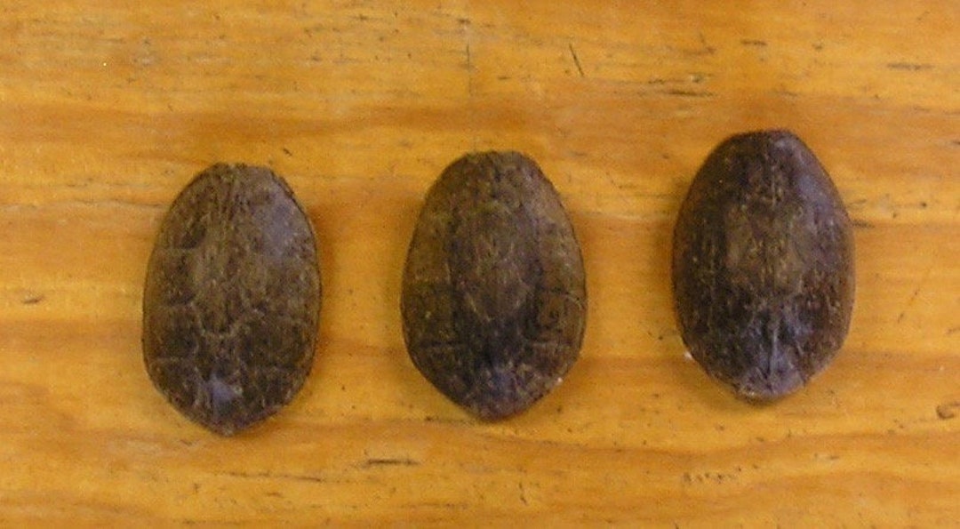 3 Musk Turtle Shells - Etsy