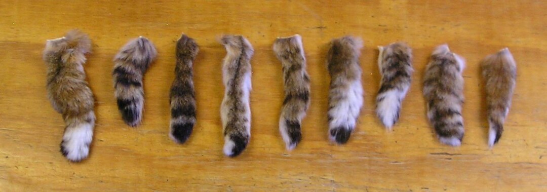 9 Bobcat Tails for Native American Ceremonies - Etsy