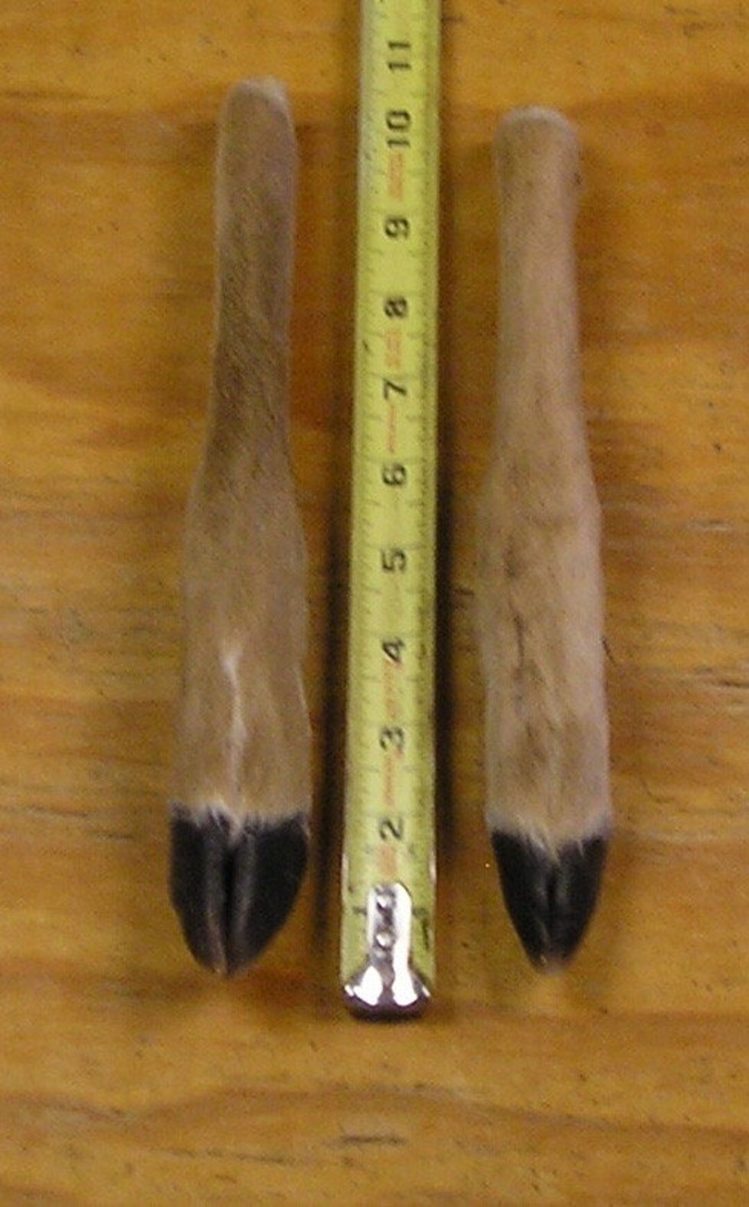 2 Preserved Straight Deer Legs From Farm Raised Deer - Etsy