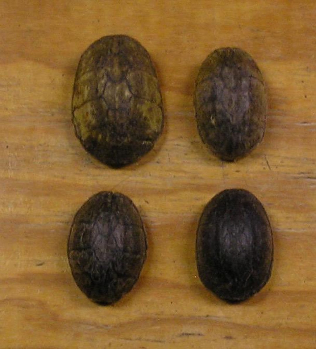 4 Musk Turtle Shells - Etsy