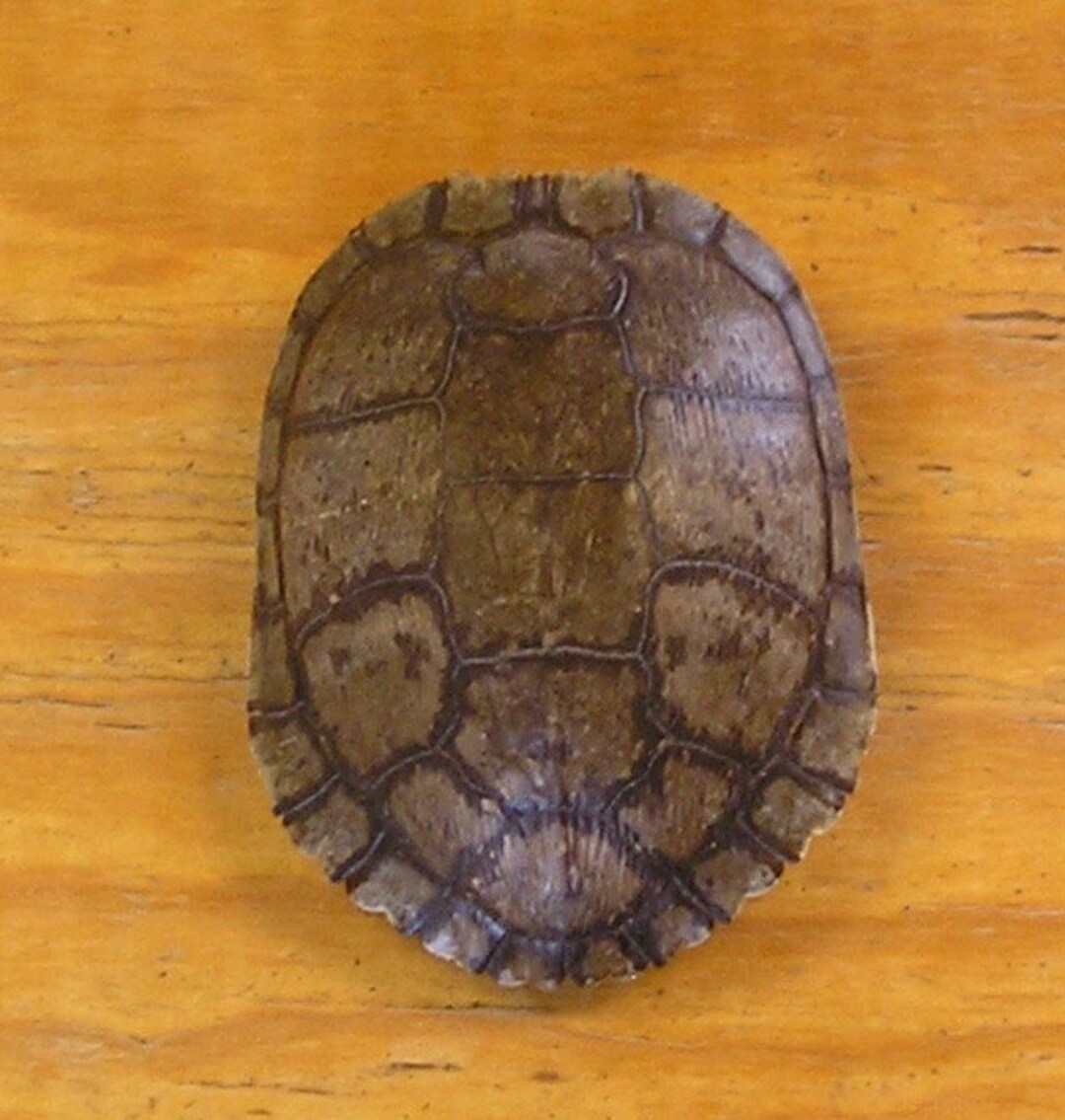 Large 7 Red Ear Slider Turtle Shell - Etsy