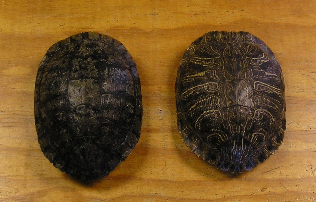 2 XXL 9 Red Ear Slider Turtle Shells - Etsy