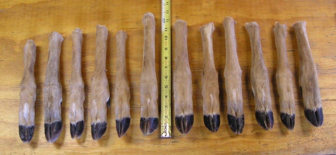 12 Preserved Straight Deer Legs - Etsy