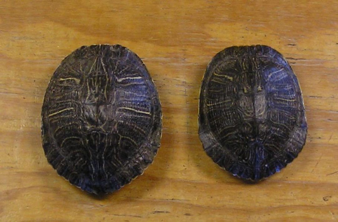 2 - 6" Red Ear Slider Turtle Shells. - Etsy